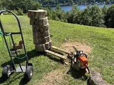 Old growth maple | WoodBarter